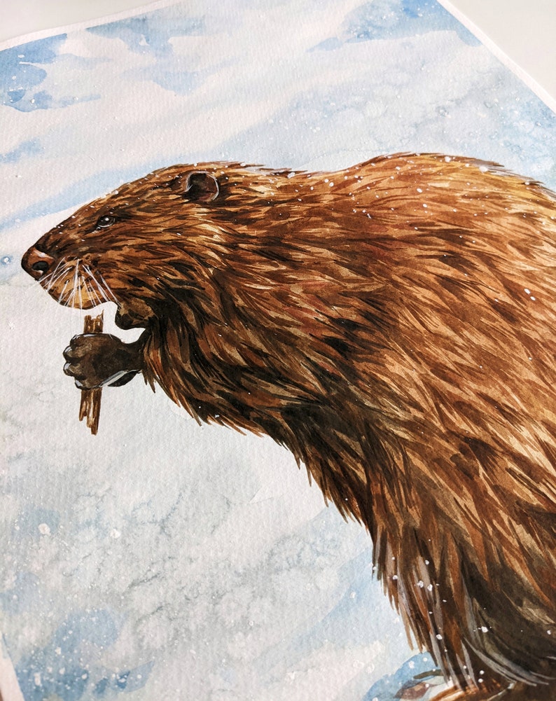 Original Watercolor Beaver Painting: Canadian Wildlife Art - Etsy Canada