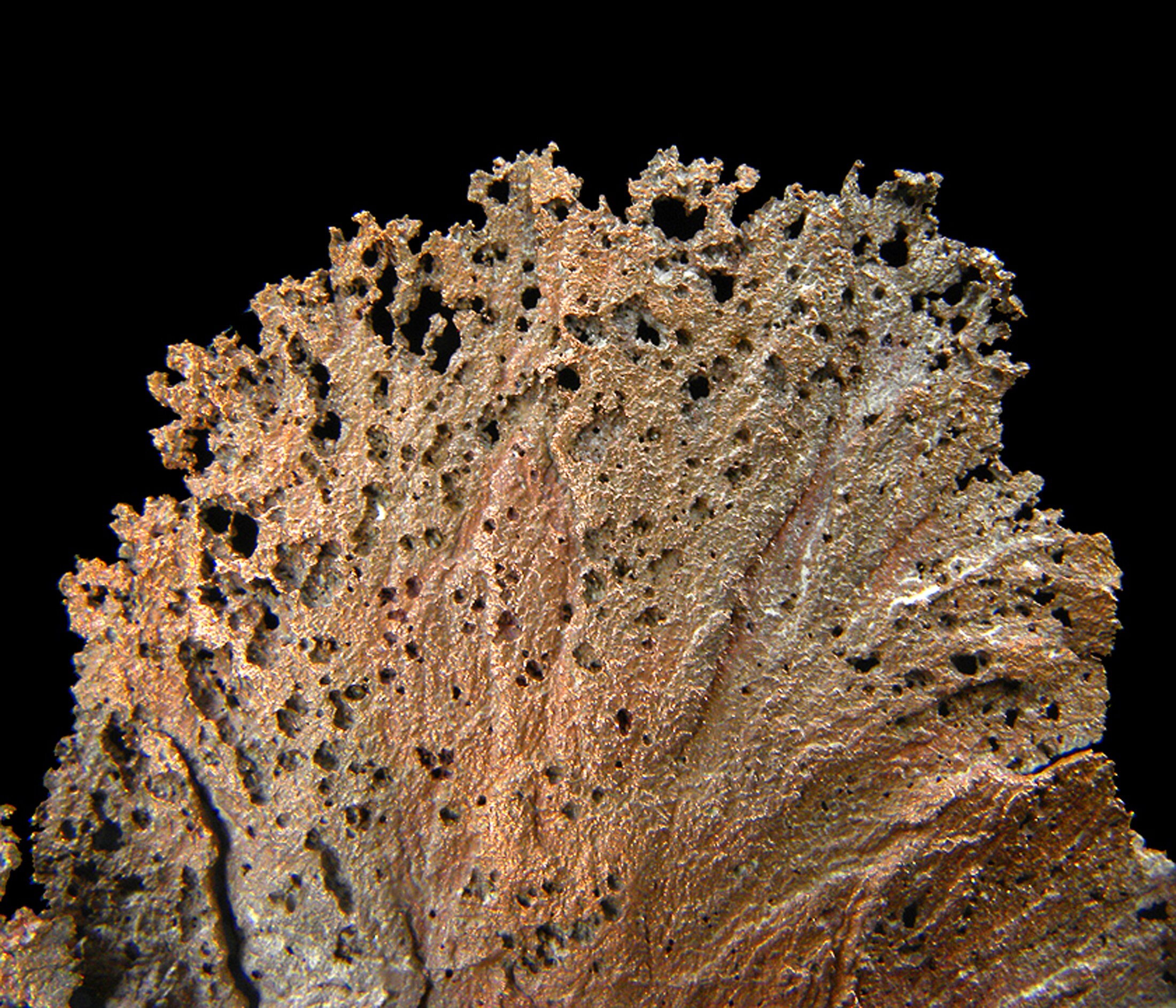 Copper / (leaf-like specimen) / Locality - Corocoro District, Pacajes Province, La Paz ...