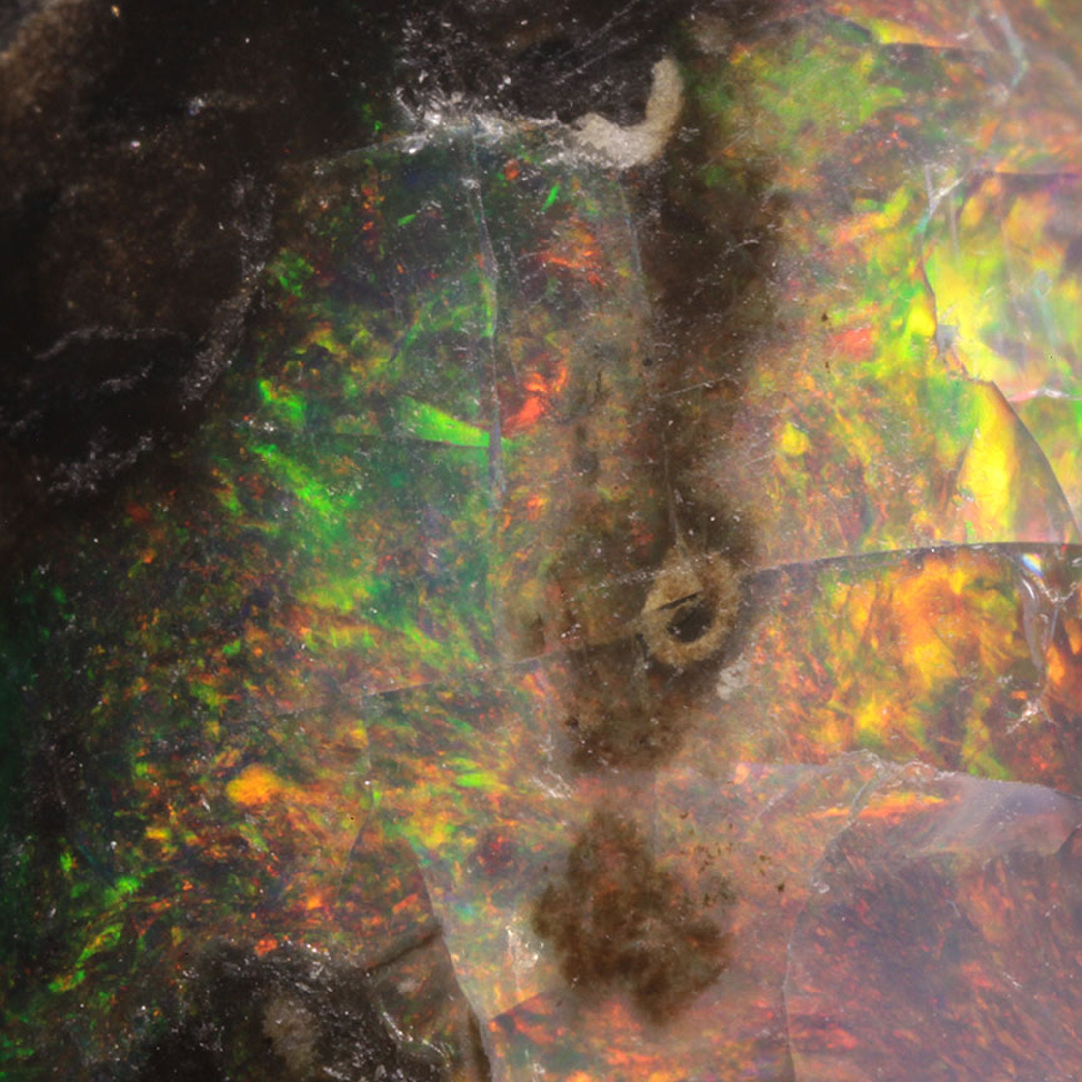 Opal replacing Wood / Locality - Java, Indonesia