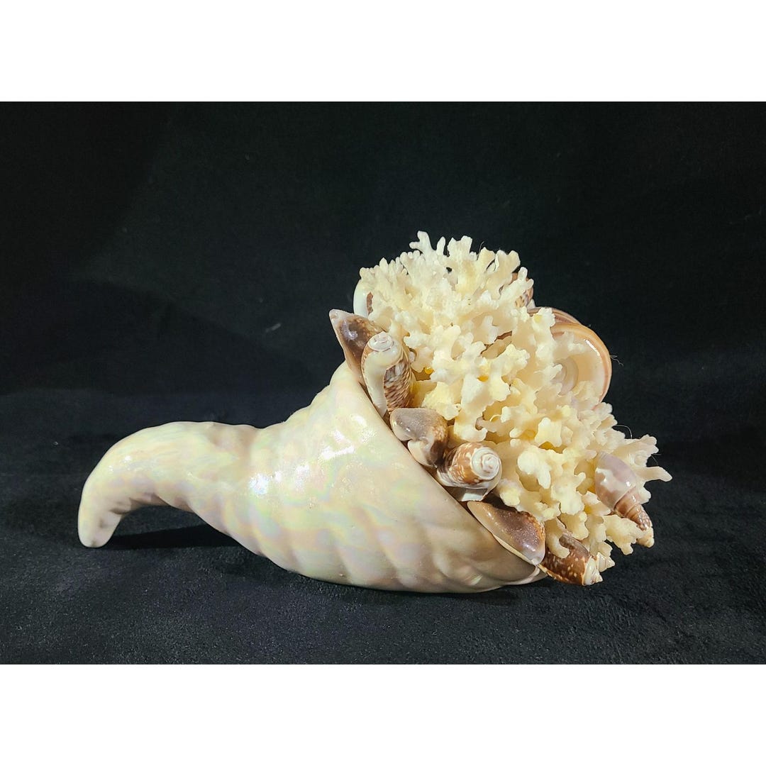 7" Branch Ocean Coral and Shell Cornucopia From Hawaii, Coastal Decor ...
