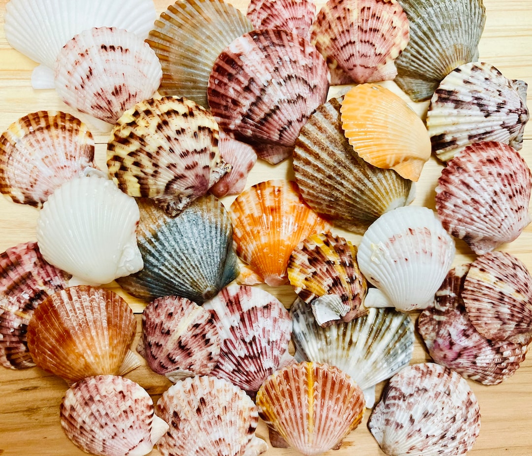 Mixed Calico Scallop Shells - Gulf Coast Wedding Decor, Crafting (qty ...