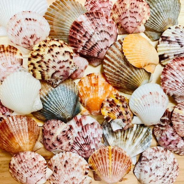 Bulk Seashells - Etsy