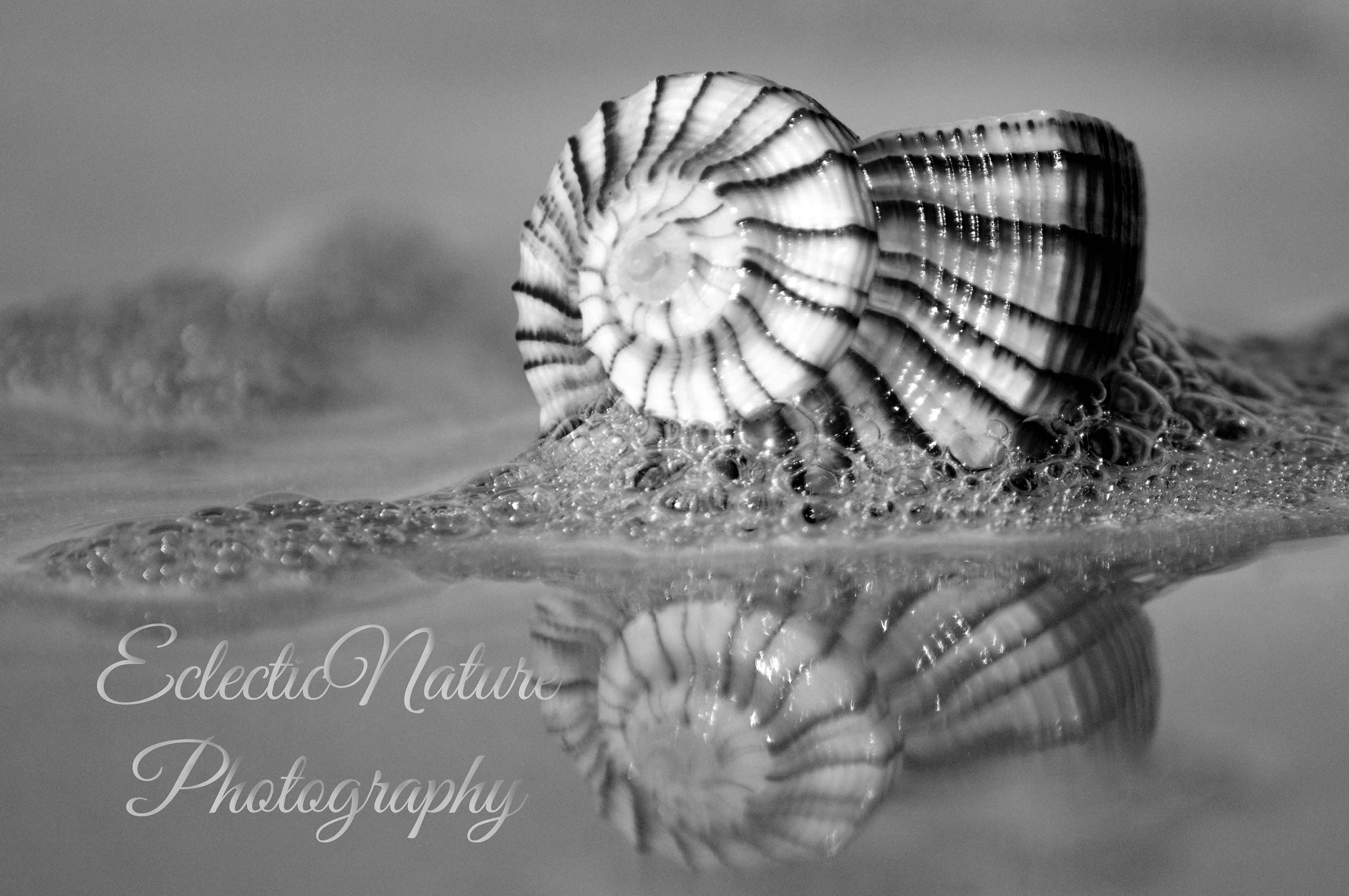 Black And White Seashell Photography