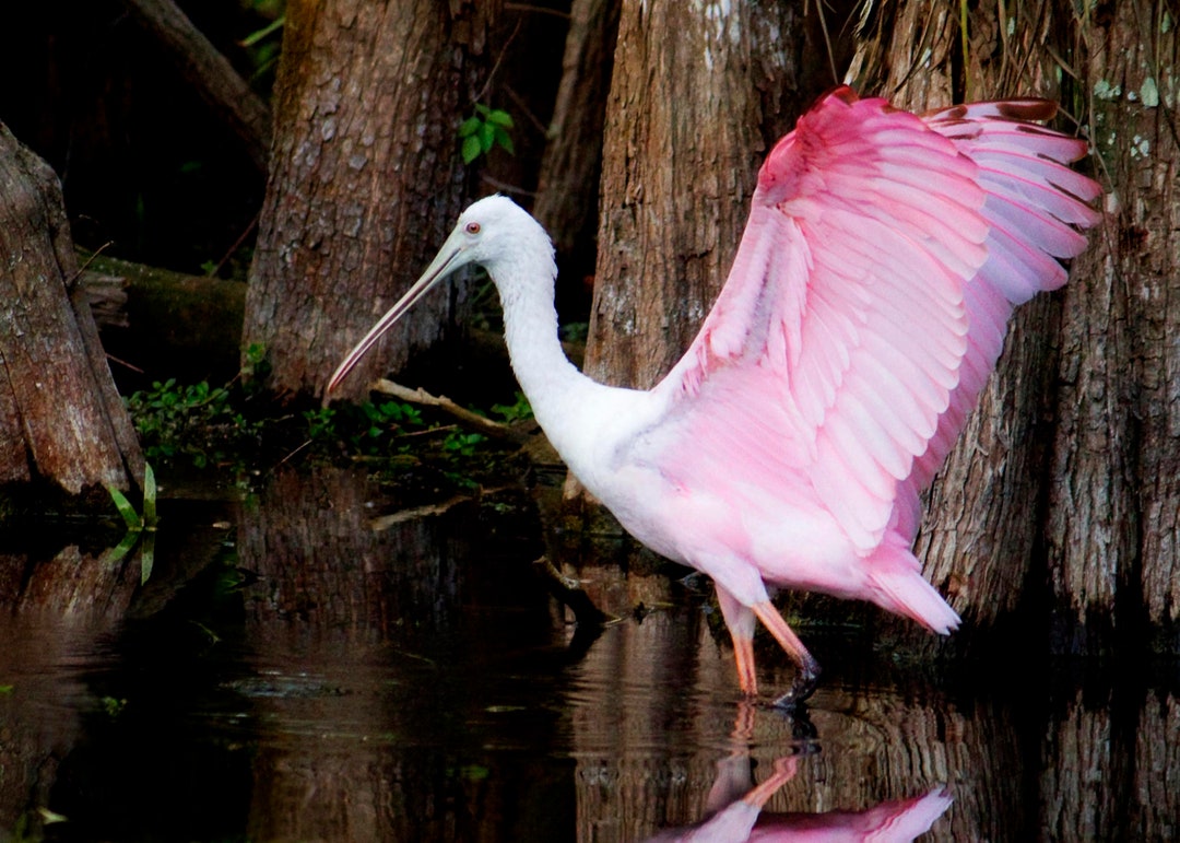 Roseate Spoonbill Nature Photograph Print, Pink Bird, Everglades ...