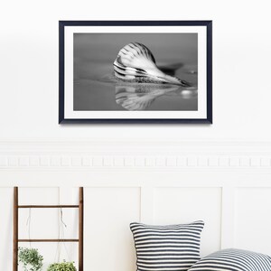 Seashell Black and White Original Photograph Print, Lightning Whelk ...