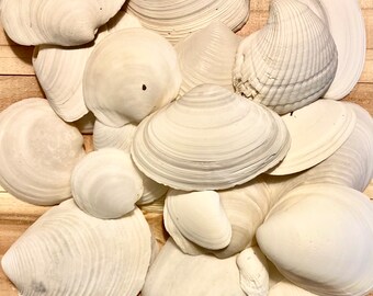Atlantic Cockle Shells Qty 10 Gulf of Mexico Florida Seashells Beach ...