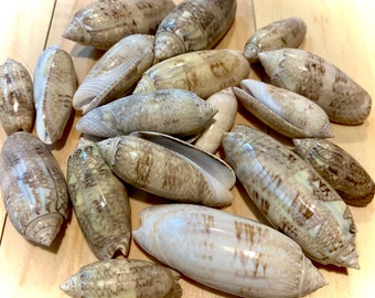 Atlantic Cockle Shells Qty 10 Gulf of Mexico Florida Seashells Beach ...