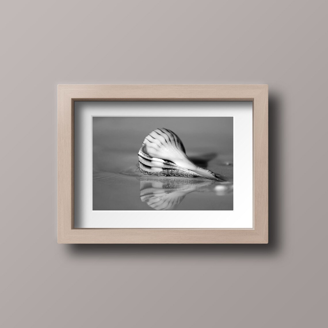 Seashell Black and White Original Photograph Print, Lightning Whelk ...