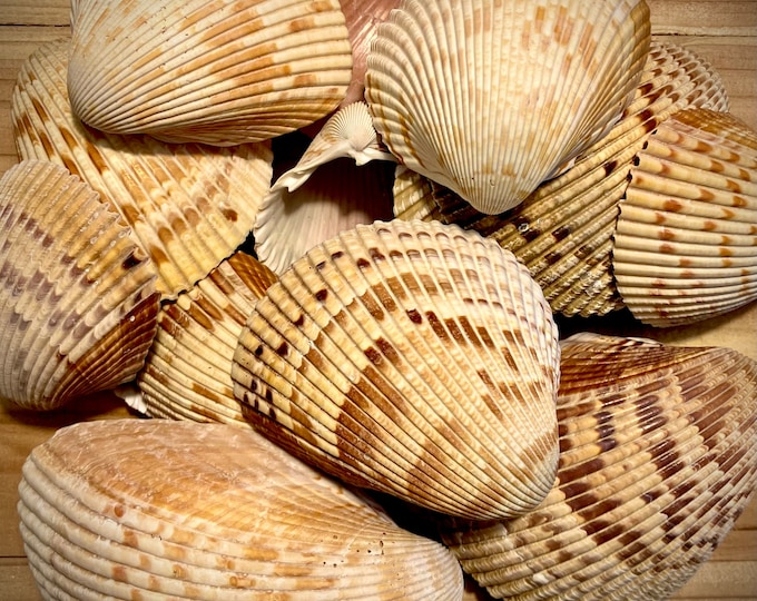 Atlantic Cockle Shells Qty 10 Gulf of Mexico Florida Seashells Beach ...
