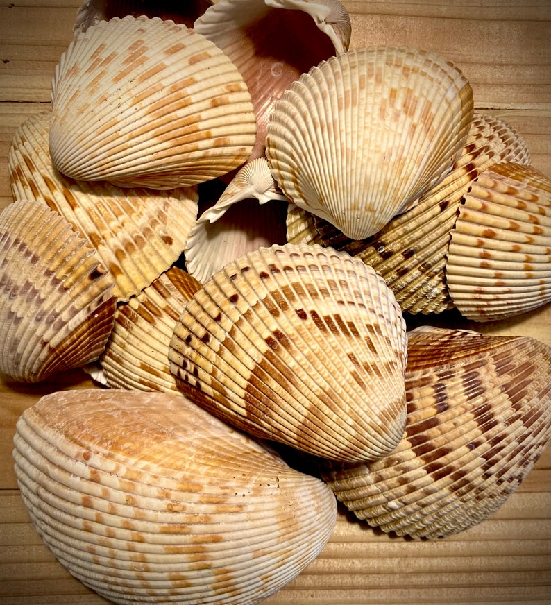Atlantic Cockle Shells-assorted Sizes-gulf of Mexico-florida Seashells ...