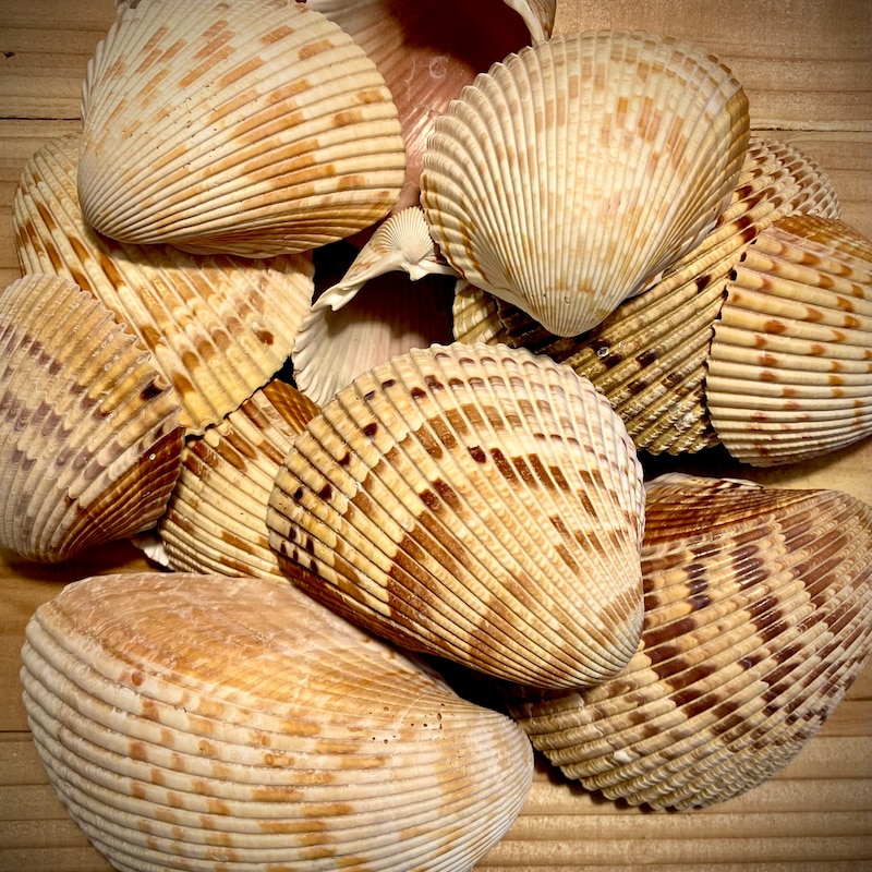 Bulk Seashells - Etsy
