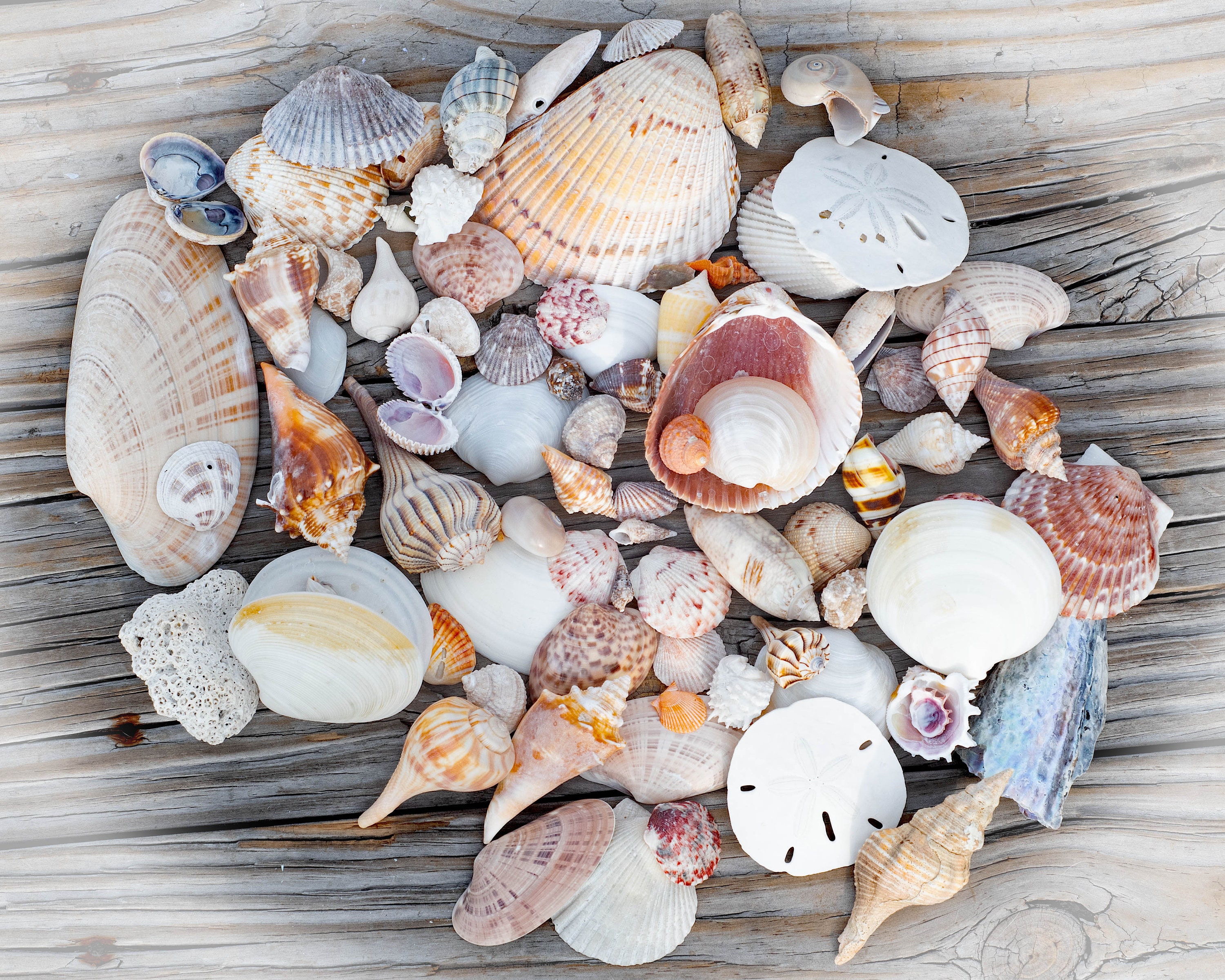 Sea Shells Assorted Mix 16 Oz (1 Lb)- Beach Wedding Decor - Bulk Sea ...