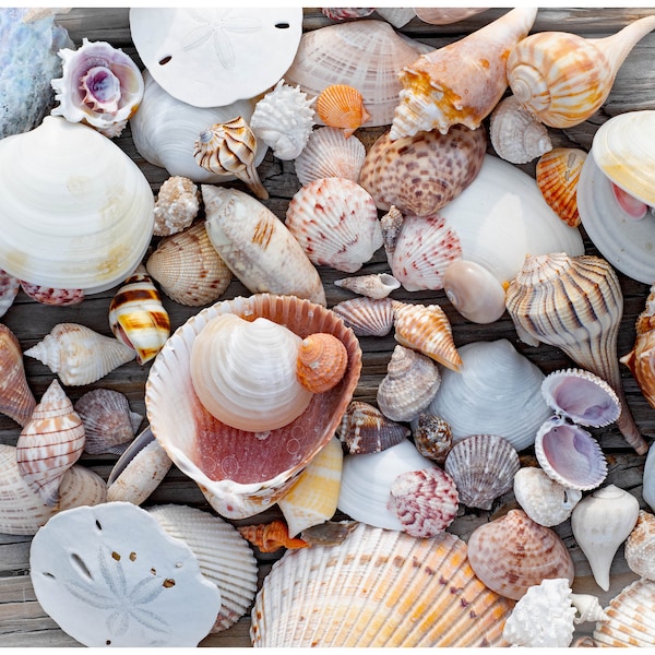 Natural Sea Shells - Etsy