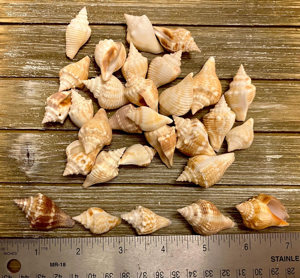 Florida Fighting Conch Shells Juvenile SMALL qty 10 Beach Wedding Decor ...