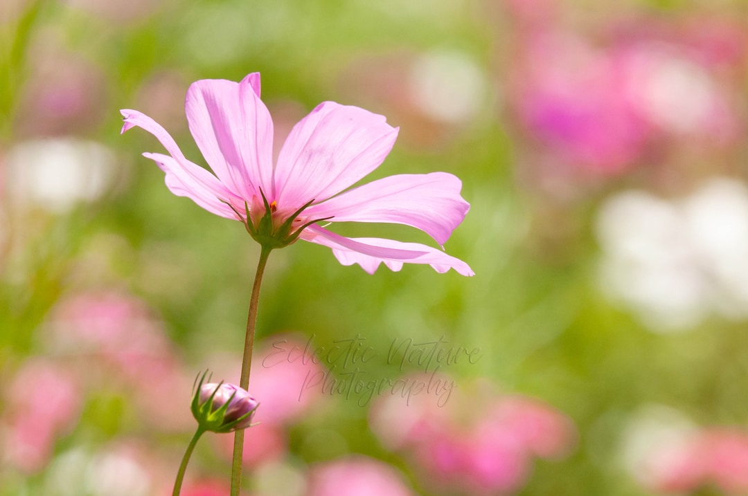 Cosmos Wildflower Original Photograph Print, Pink Wildflower Wall Art ...