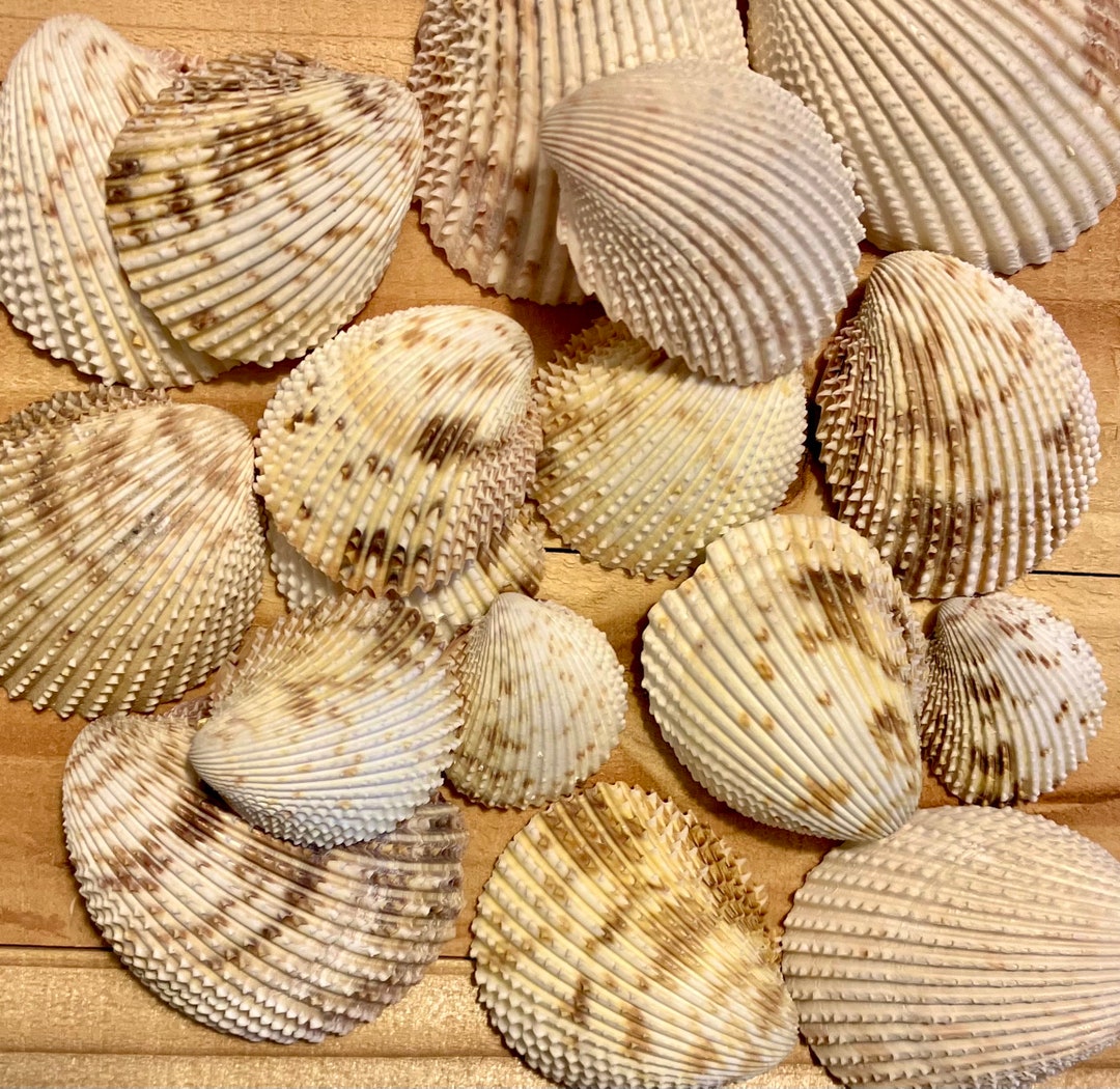 Florida Prickly Cockle Shells – Gulf Coast Seashells, Beach Decor ...