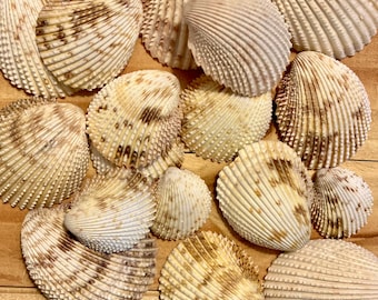 Atlantic Cockle Shells Qty 10 Gulf of Mexico Florida Seashells Beach ...