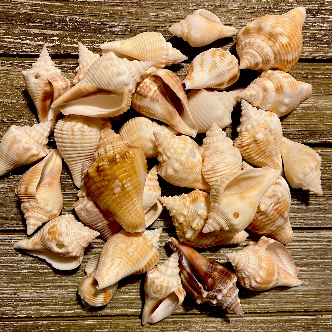 Florida Fighting Conch Shells Juvenile SMALL qty 10 Beach Wedding Decor ...