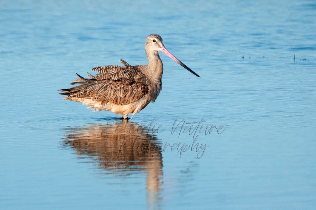 Marbled Godwit Bird Original Nature Photograph Print = Giclee Canvas ...