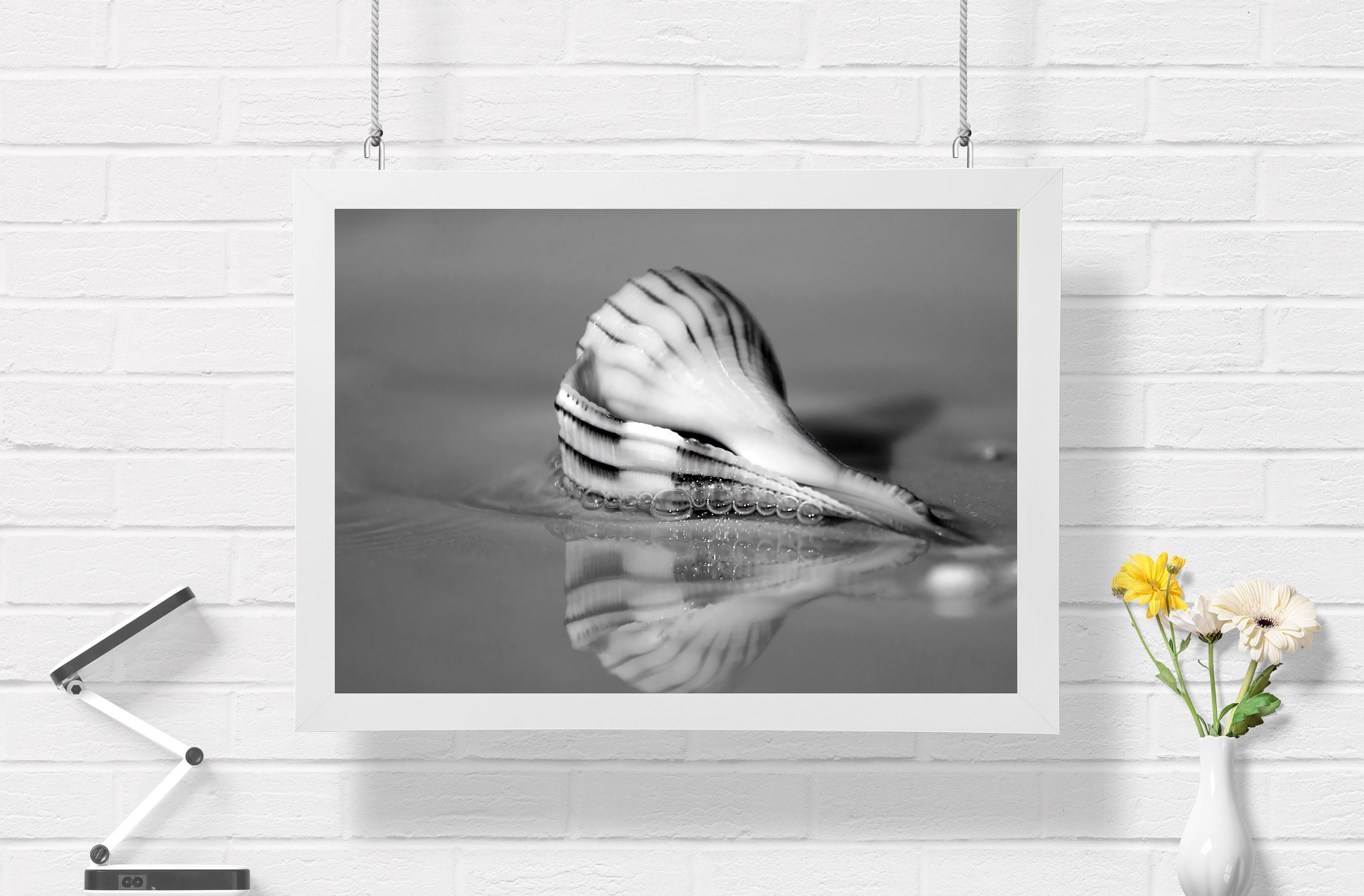 Seashell Black and White Original Photograph Print, Lightning Whelk ...