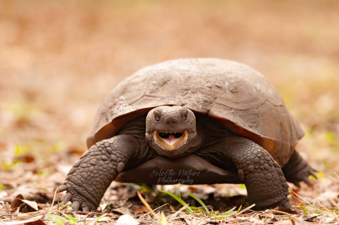 Gopher Tortoise Nature Photograph Print, Tortoise Giclee Print, Canvas ...