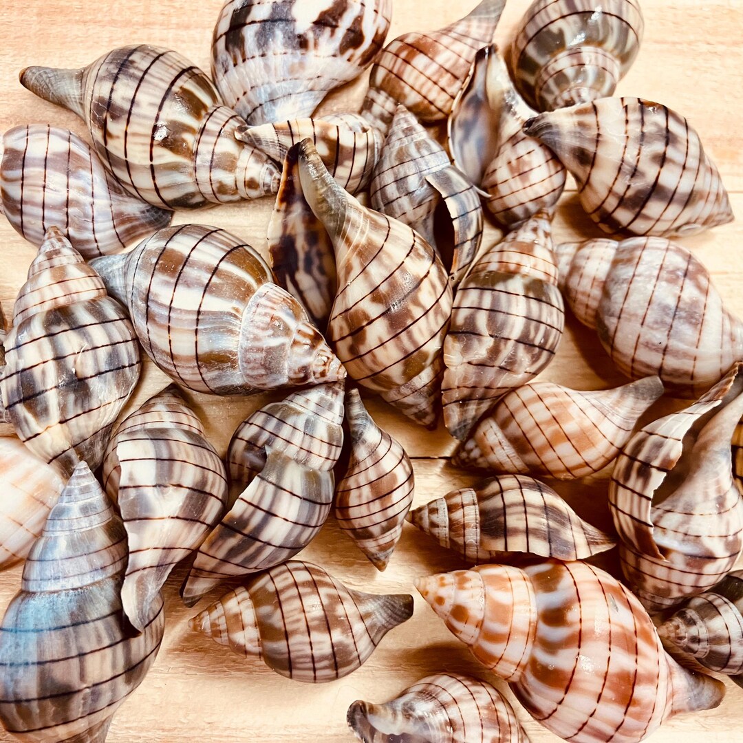 Banded Tulip Shells -qty 10- Beach Wedding Decor-bulk Seashells for ...