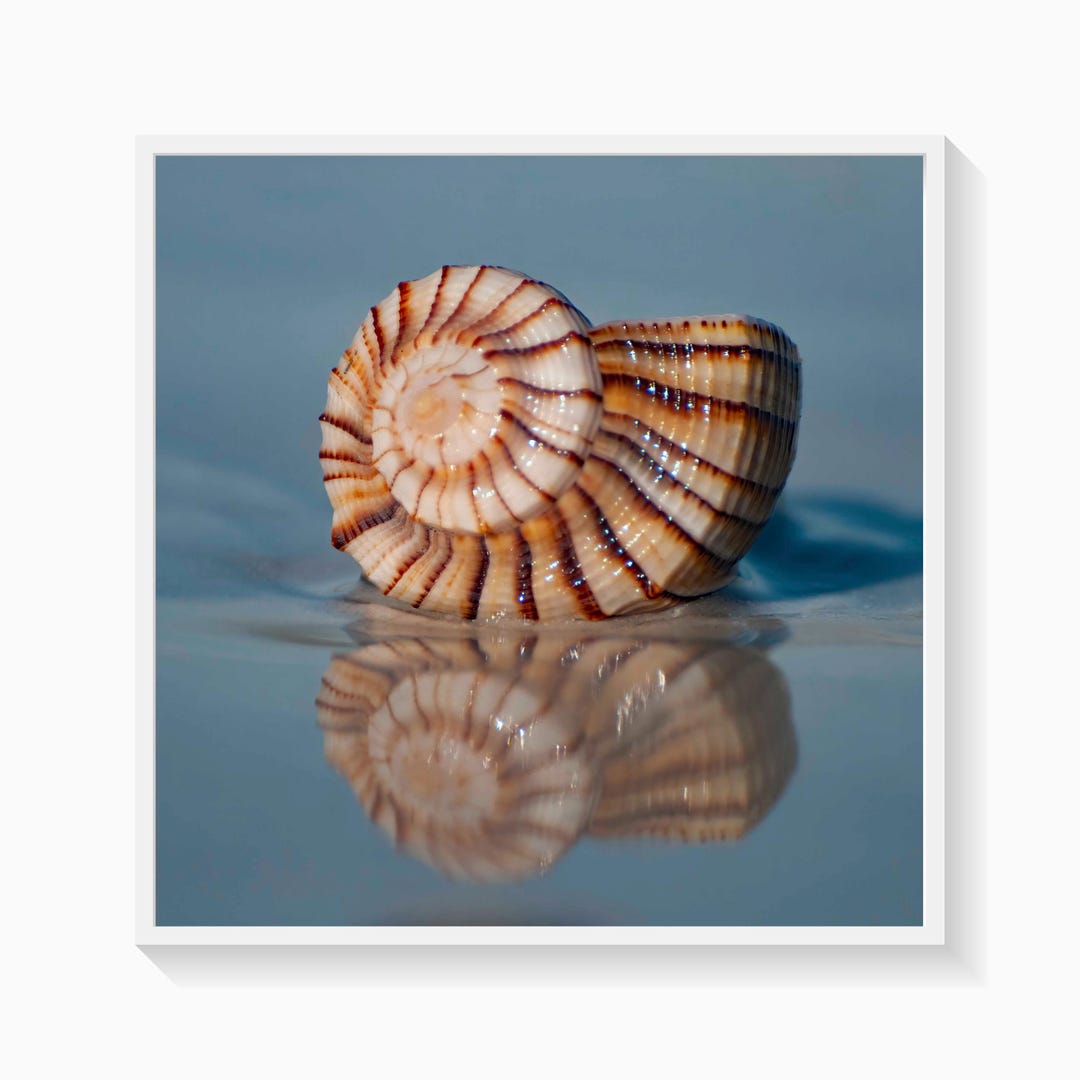 Lightning Whelk Shell Art Print, Giclee or Canvas, Florida Seashell - Etsy
