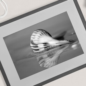 Seashell Black and White Original Photograph Print, Lightning Whelk ...