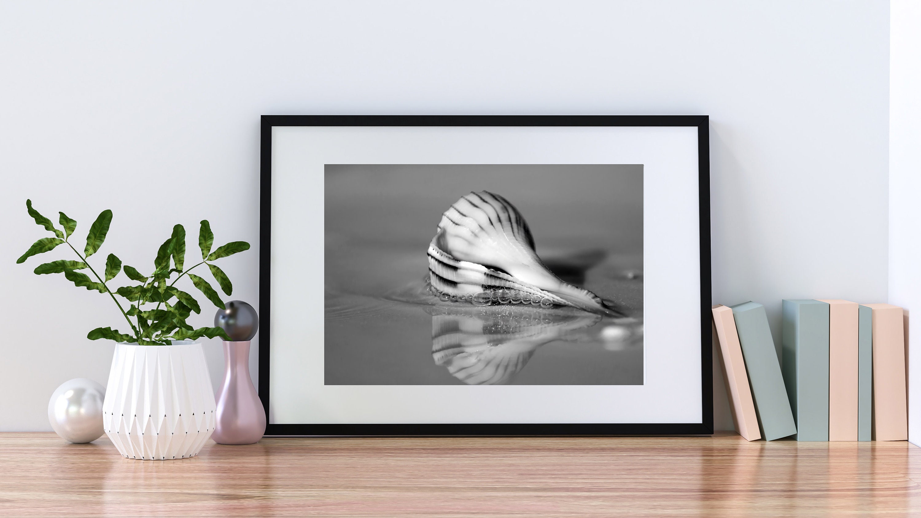 Seashell Black and White Original Photograph Print, Lightning Whelk ...
