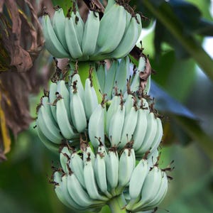 Blue Java Banana Tree Rare Ice Cream Banana Fast-growing, Hardy ...