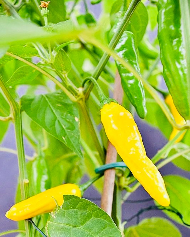 Live Aji Limo Pepper Plant - Etsy