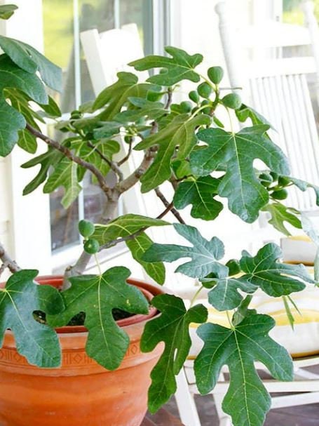 Live Fig Tree - Etsy