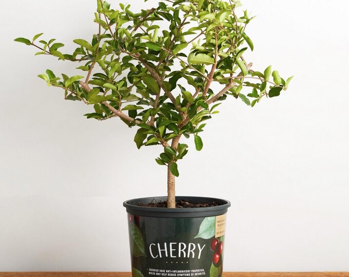 Cherry Tree - Self-pollinating, Sweet Fruit Tree - Perfect for Gardens ...