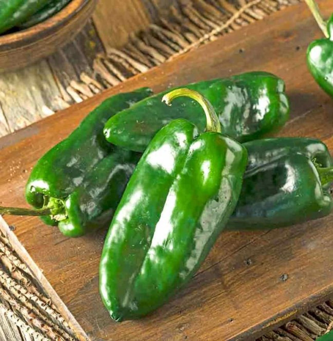 Live Poblano Pepper Plant - Etsy