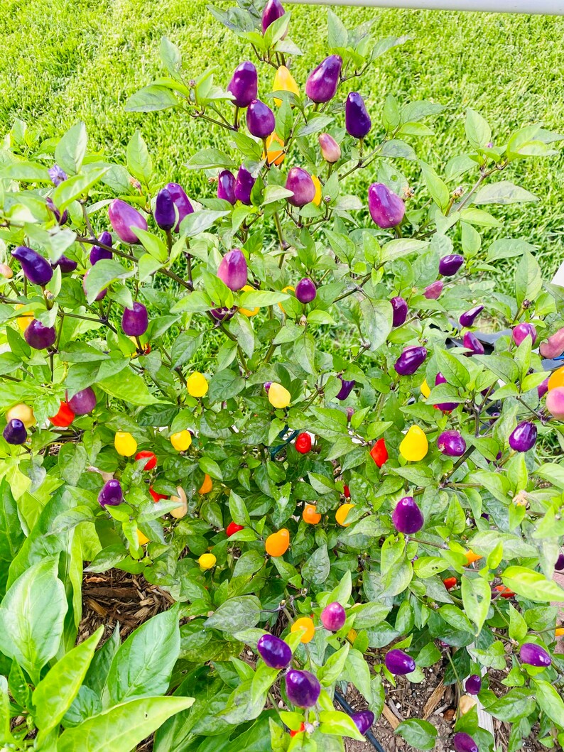 Live 5 Color Chinese Pepper Plant - Etsy