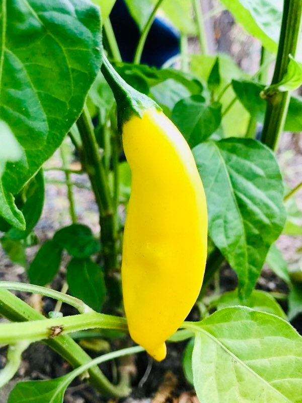 Live Aji Limo Pepper Plant - Etsy
