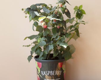 Heritage Raspberry Plant - High-yield, Thornless Variety - Sweet, Juicy ...