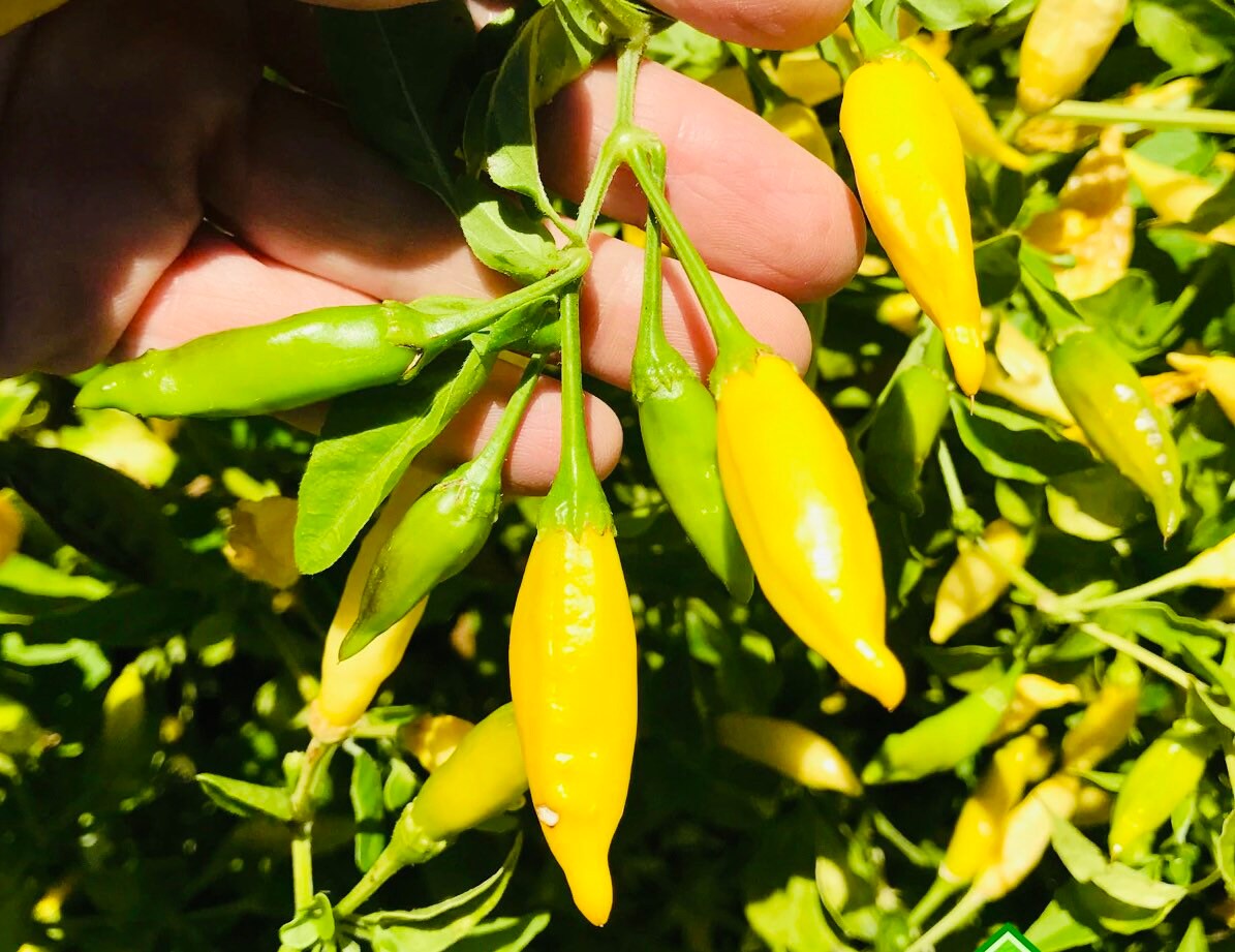 Live Aji Limo Pepper Plant - Etsy