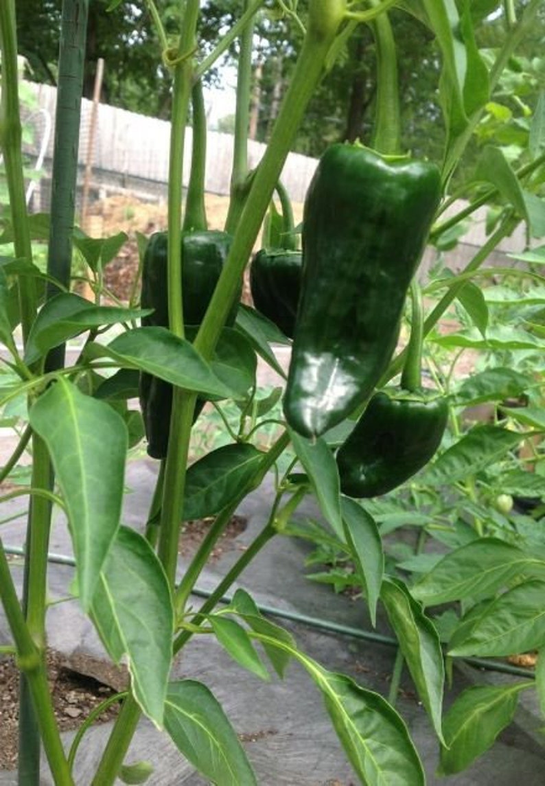 Live Poblano Pepper Plant - Etsy