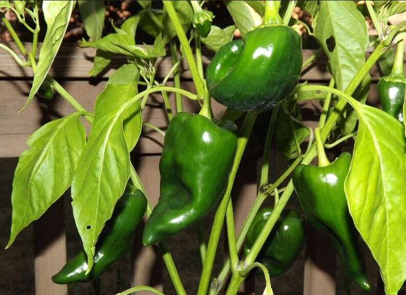 Live Poblano Pepper Plant - Etsy