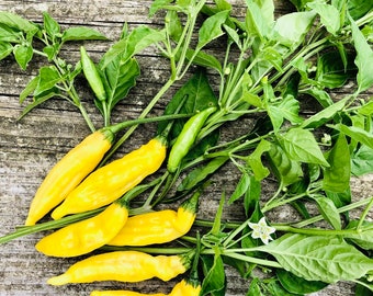 Live Aji Panca Pepper Plant 2 Plants per Pod - Etsy