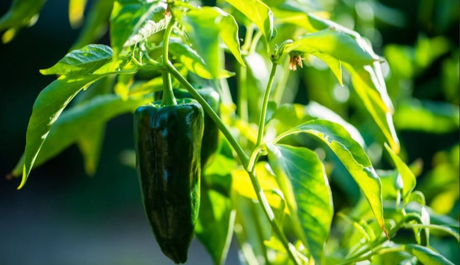 Live Poblano Pepper Plant - Etsy