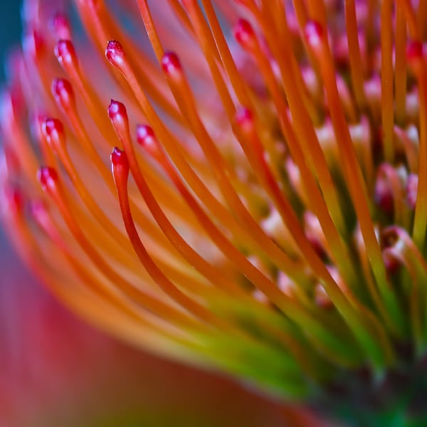 Close up Flower - Etsy