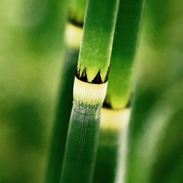 Horsetail Reed - Etsy