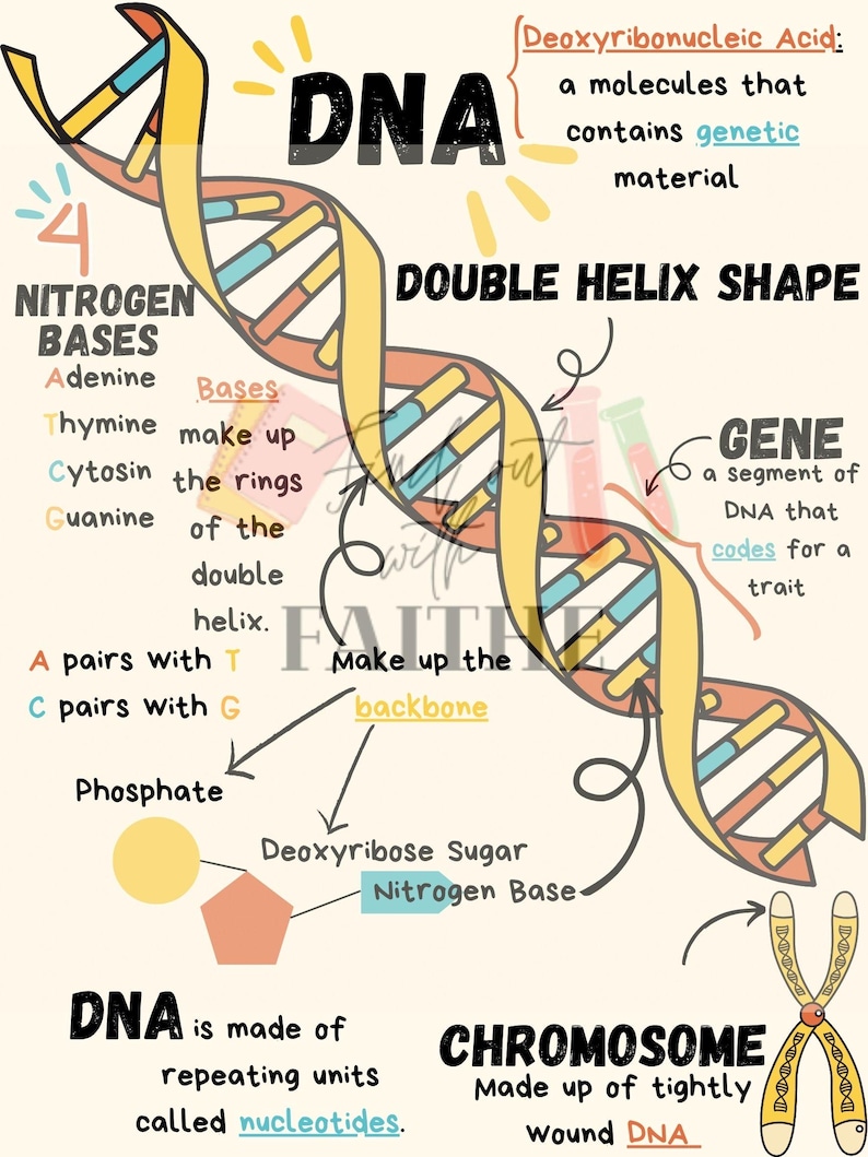 DNA Anchor Chart PDF - Etsy