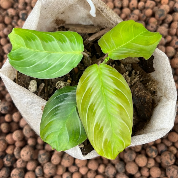 Black Maranta Prayer Plant Rare House Plant - Etsy