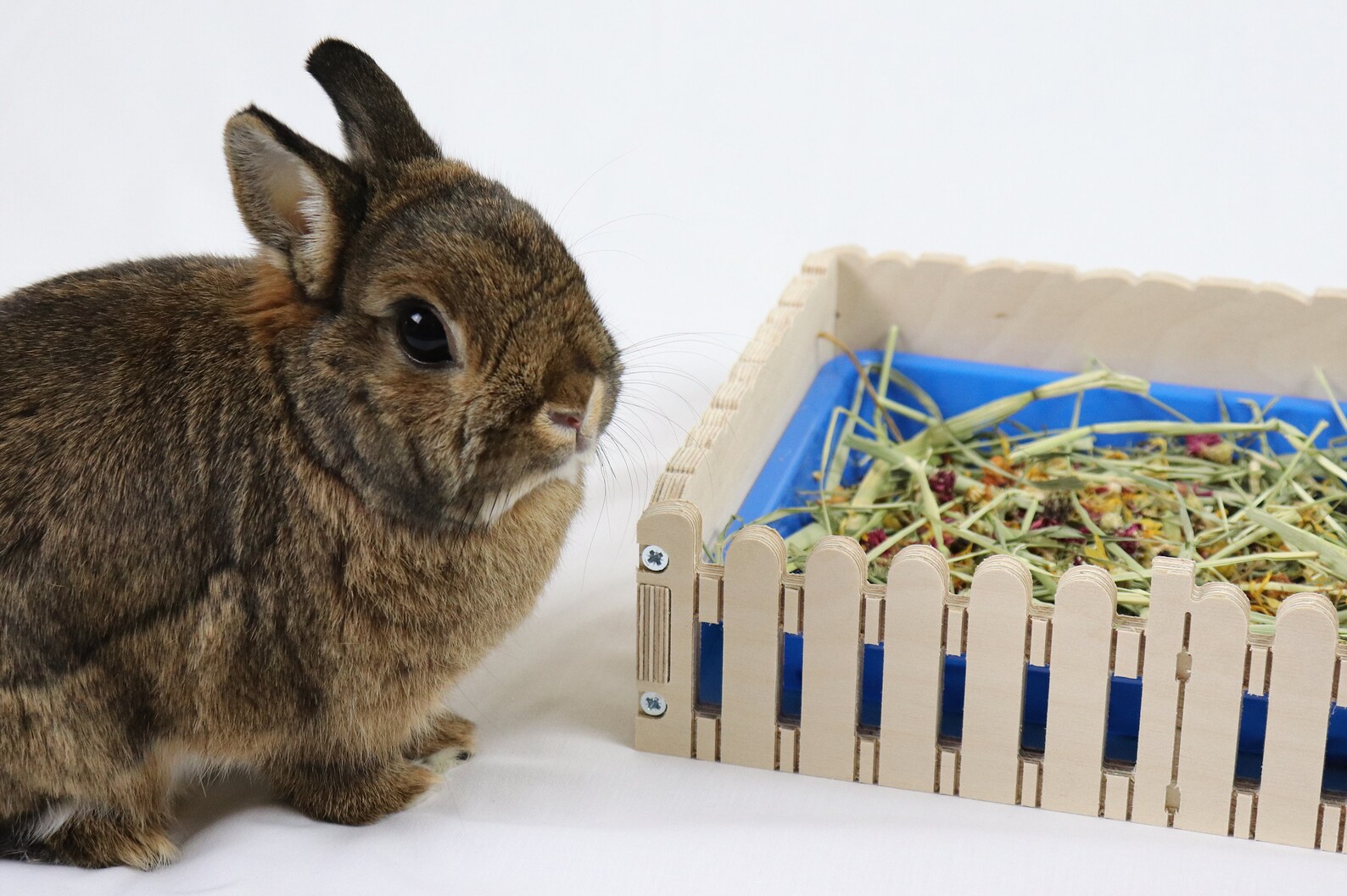 Fabulous 'Forage Garden' forage box for rabbits | Etsy