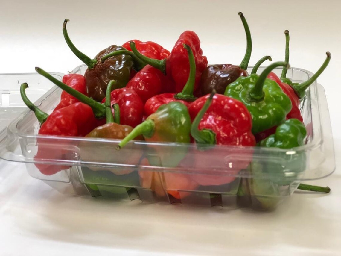 Aji Cachucha Cachucha Pepper Sweet Pepper Sweet Aji. Pintón | Etsy