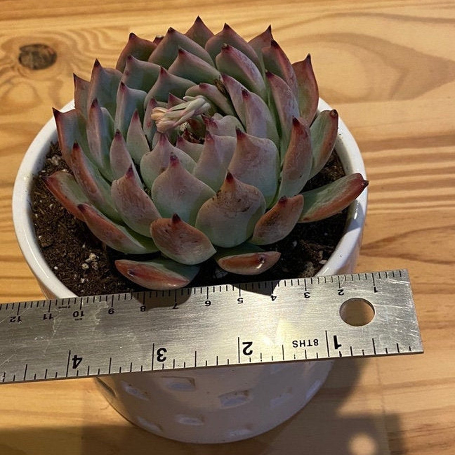Echeveria Tippy Rare Korean Succulent Single Stem 4 Inch - Etsy