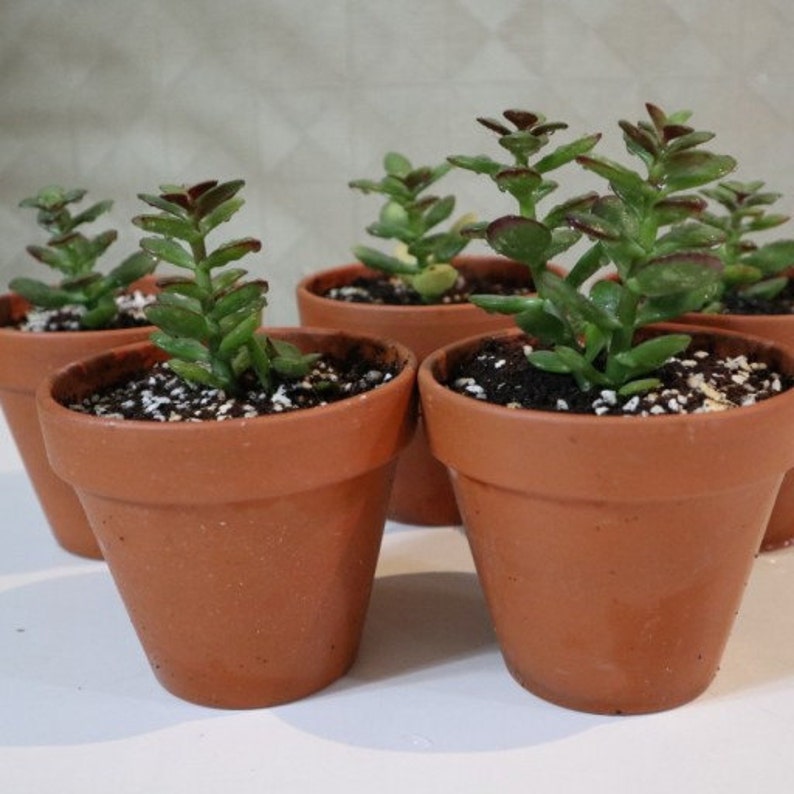 Jade Live Plant Crassula "money Tree", Single Stem, 2 Inch Pot, . - Etsy